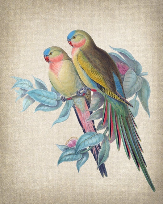 Princess Parrots Printable, Vintage Parrot Illustration, Pastel ...