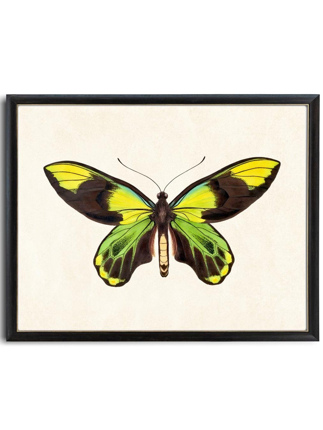 Queen Victoria Birdwing Butterfly Digital Print, Vintage Insect ...