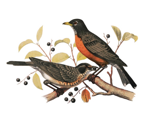 American Robin Illustration