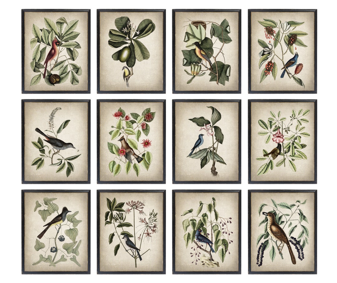 Set of 12 Vintage Birds, Printable Art, Vintage Mark Catesby ...