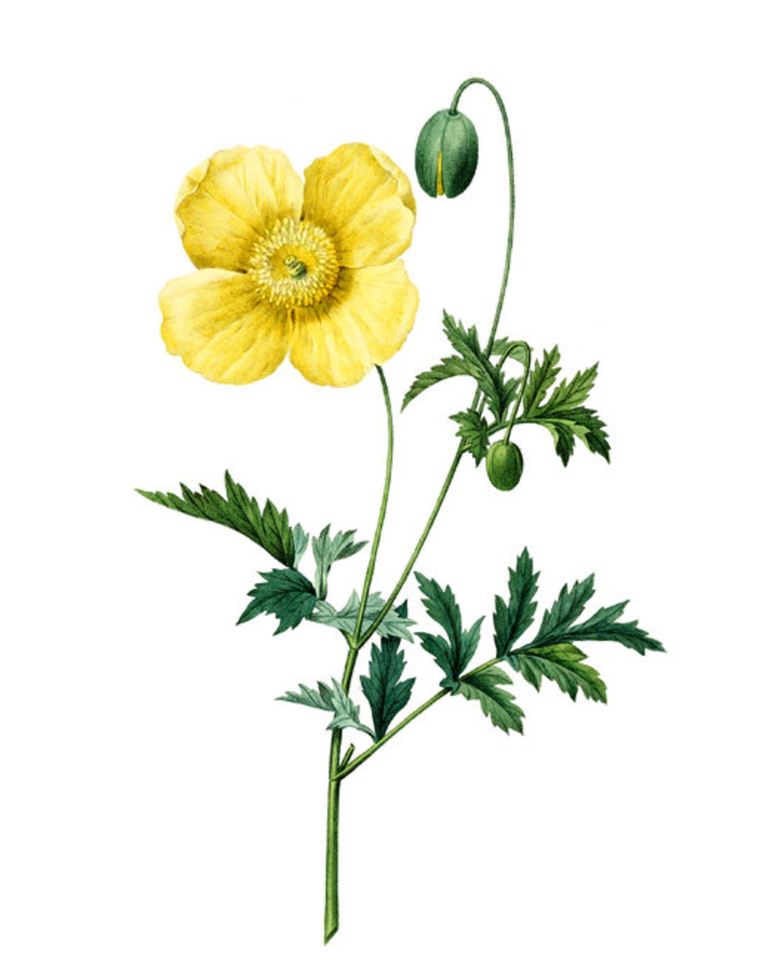 Yellow Flowers Printable Set of 4 Vintage Flower - Etsy