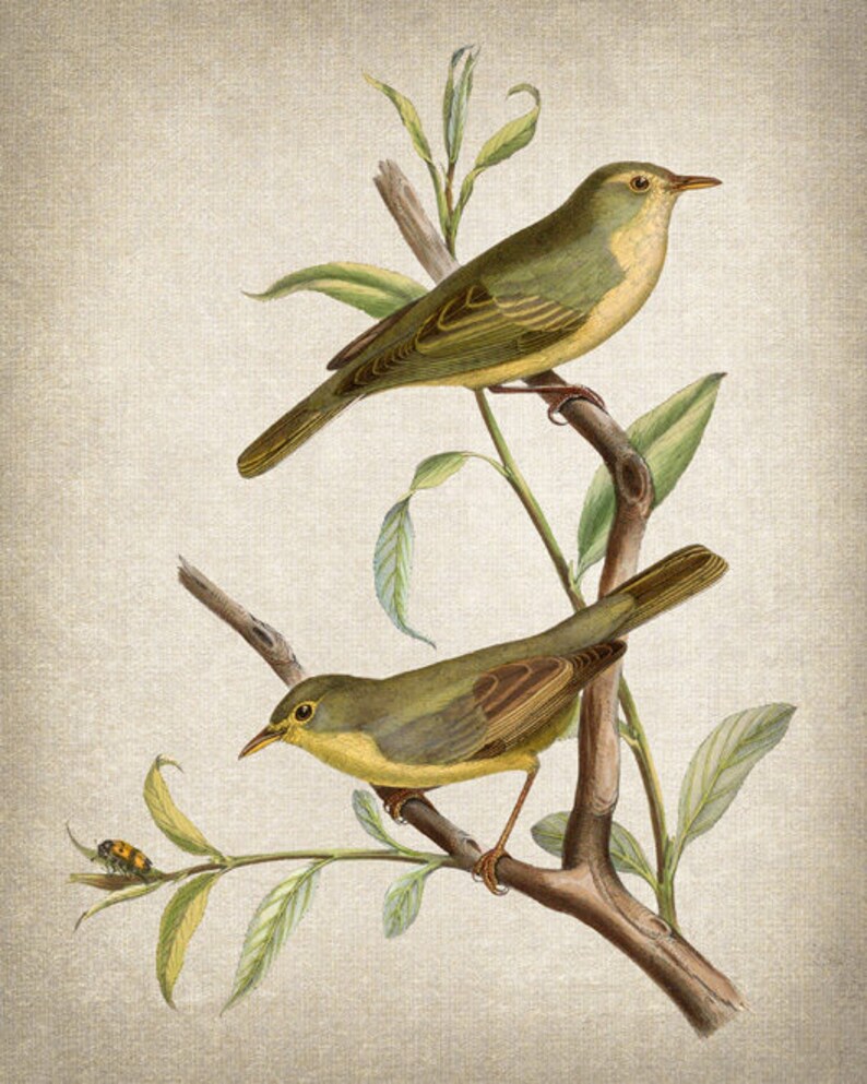 Warbler Birds Vintage Art Digital Print Antique - Etsy