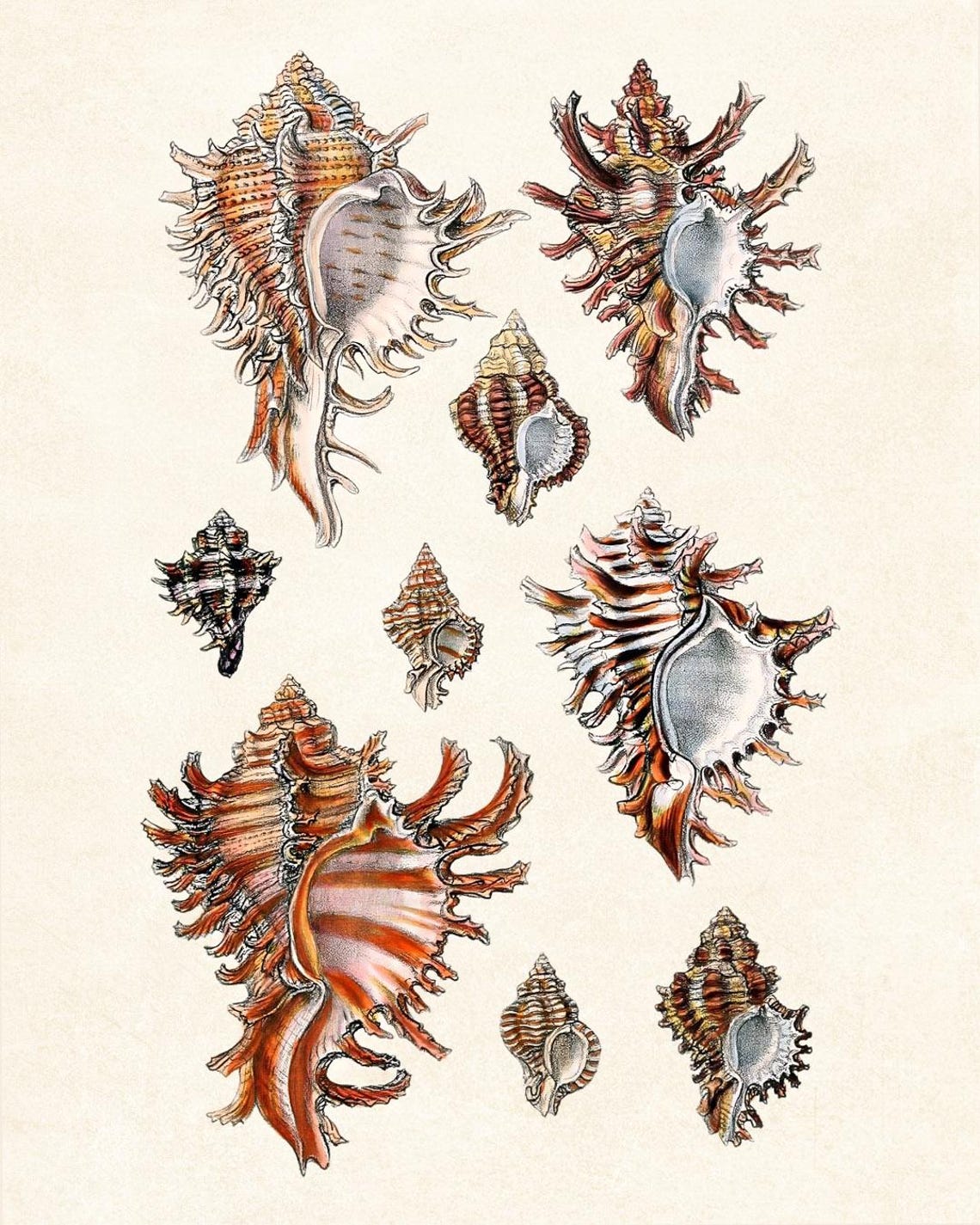 Set of 12 Shells, 8x10 Digital Prints, Vintage Seashell Illustrations ...