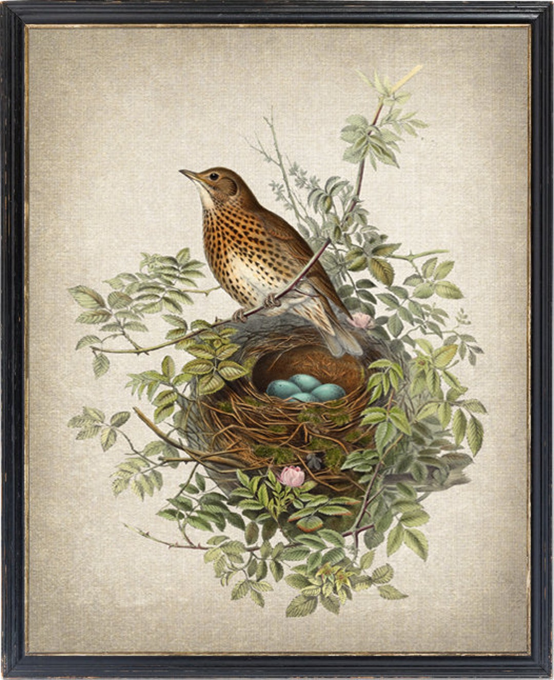 Bird and Botanical Vintage Art, Thrush Bird Illustration, Nest With ...