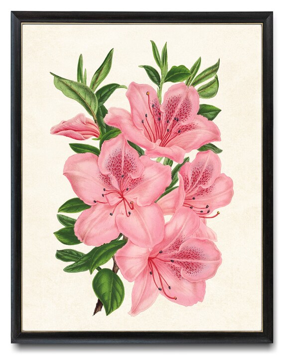 Pink Azaleas Printable Vintage Azalea Flower Illustration - Etsy