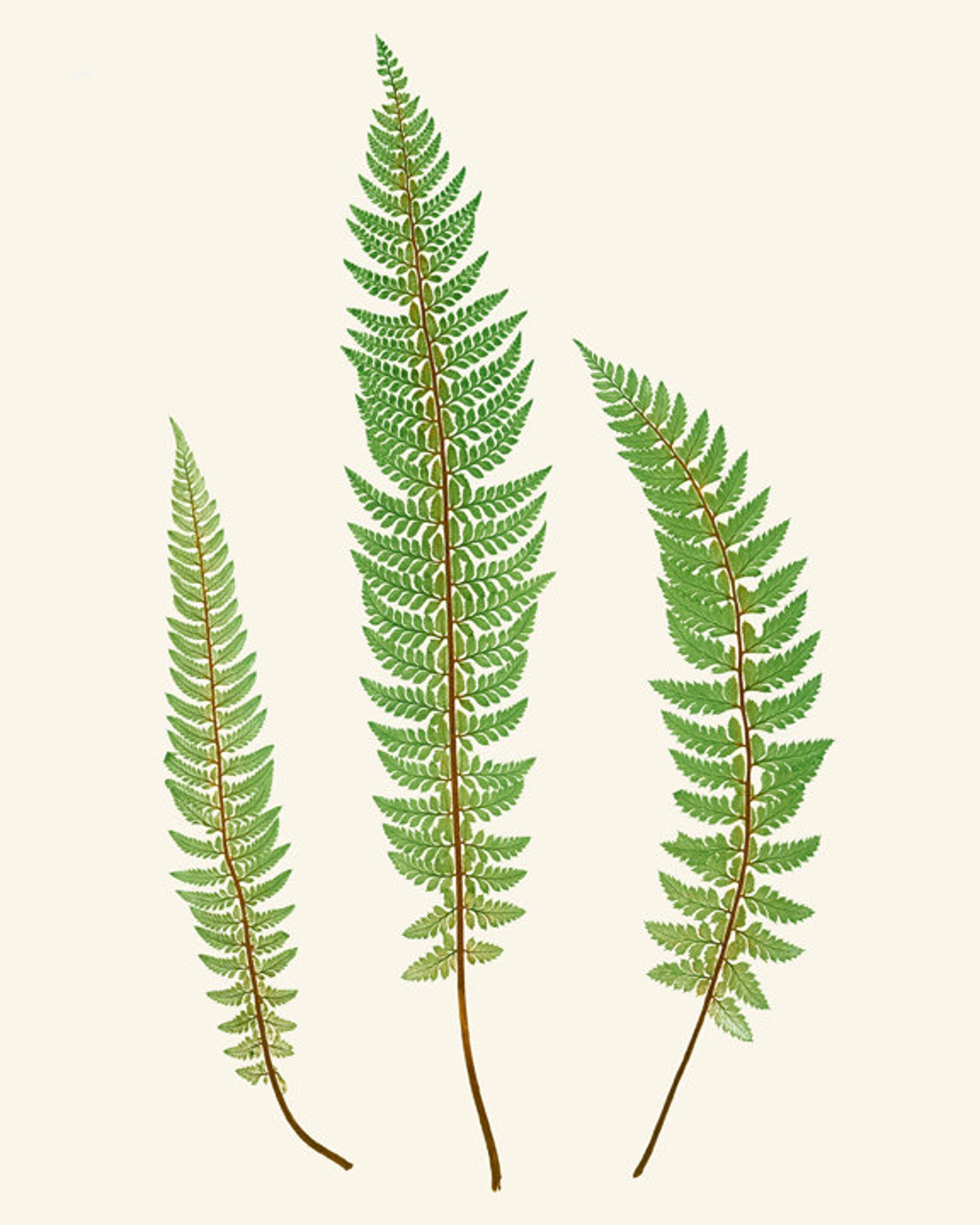 Fern Printables, Set of 12 Ferns, Vintage Nature Illustrations ...