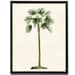 Fan Palm Printable, Palm Tree Vintage Illustration, Botanical Wall Art ...