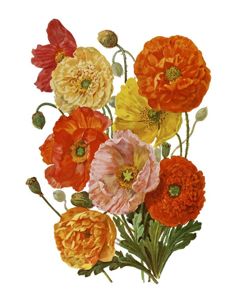 Poppy Flower Art Print Vintage Poppies Watercolor - Etsy