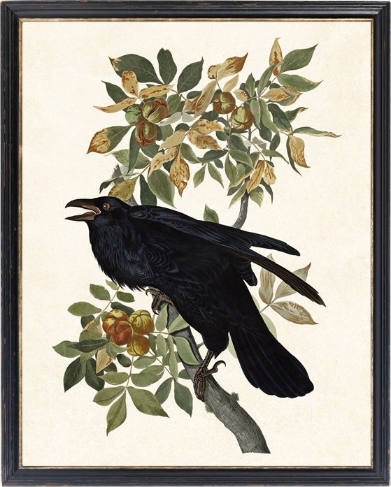 Audubon Raven Printable, Antique Bird Illustration, 11x14 Inch Wall Art ...