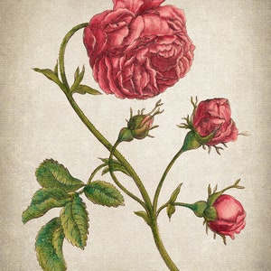 Antique Flowers Set of 9 Digital Prints, 18th Century Floral ...