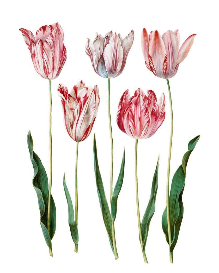 Spring Tulips Digital Download, Vintage Flower Illustration, Tulip ...