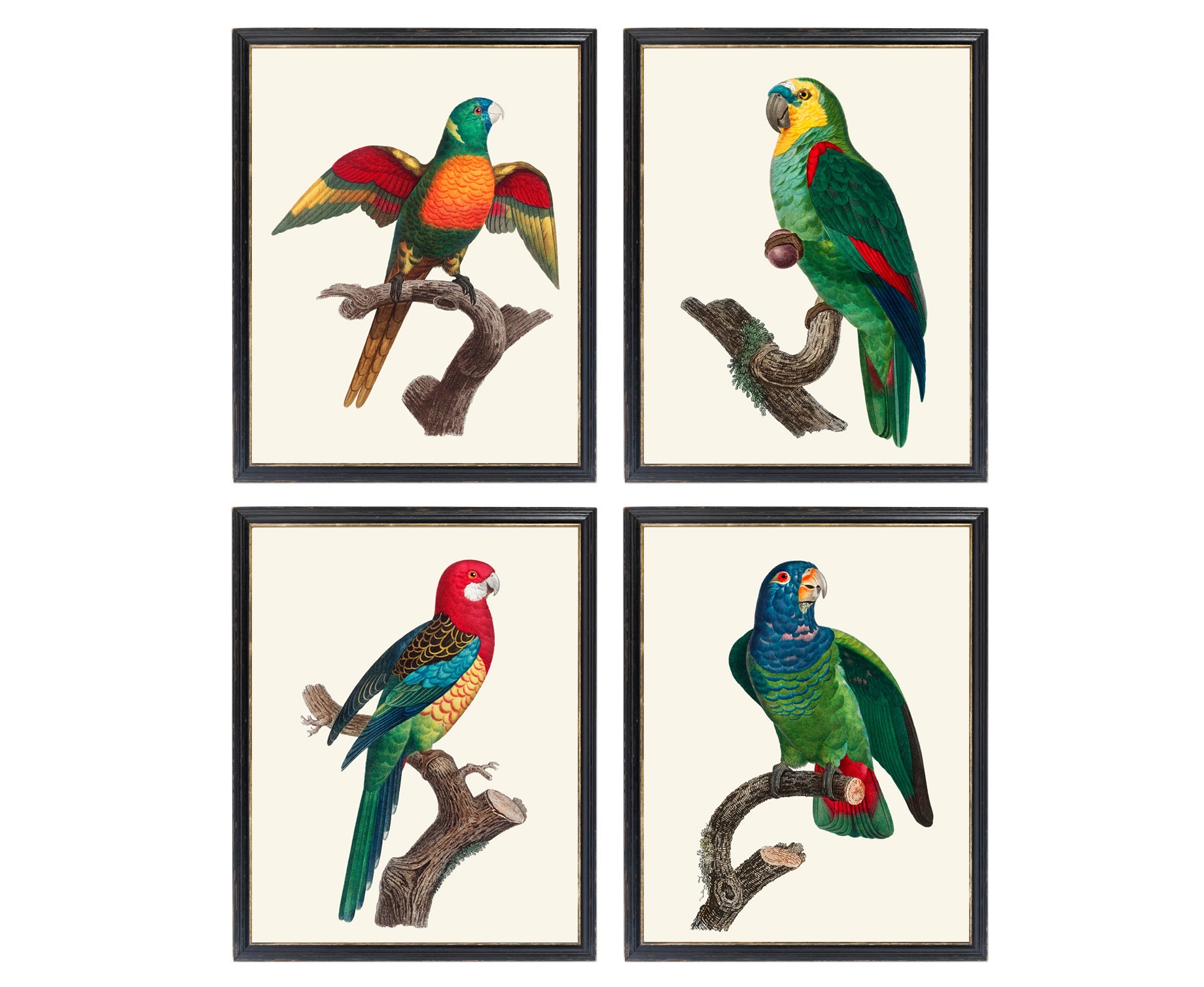 Set of 4 Parrots 11x14 Inch Printables Vintage French Parrot - Etsy