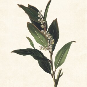 Bay Laurel Plant Printable, Vintage Botanical Illustration, Kitchen ...