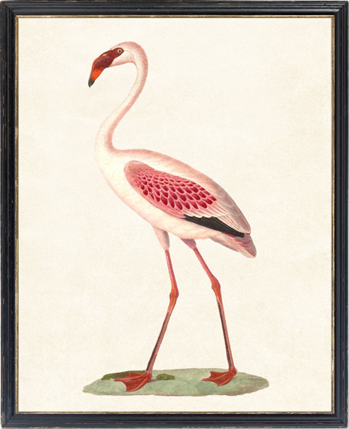 Vintage Flamingo Art Digital Print Lesser Flamingo Bird - Etsy