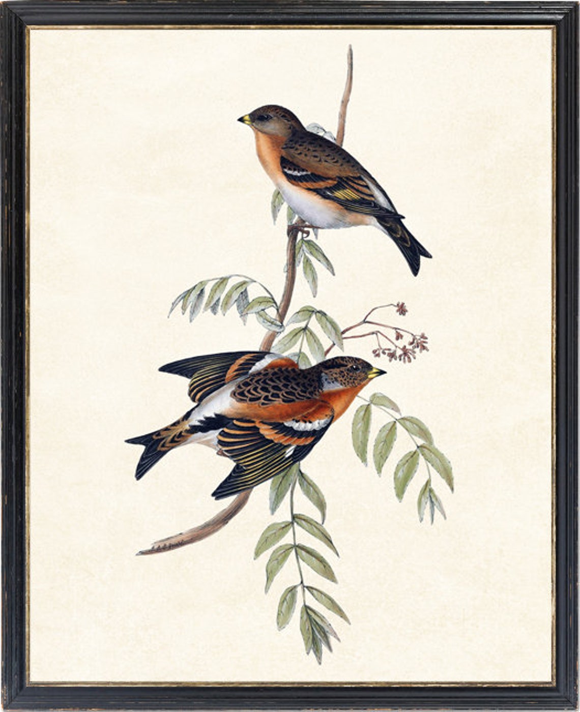 Bramble Finch Printable Vintage Illustration Bird Botanical - Etsy