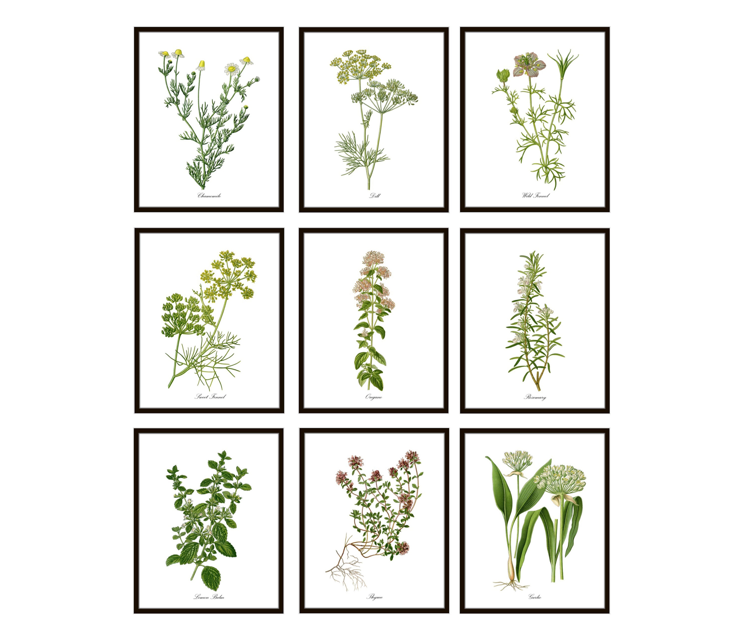 Herb Botanical Drawing