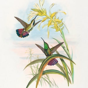 Hummingbird Art, Digital Prints Set of 12, Vintage Bird Illustrations ...