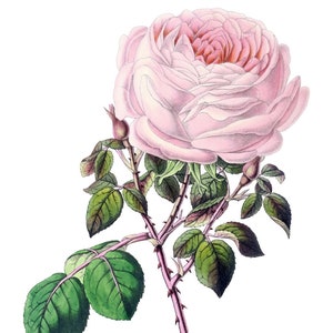 Pink Tea Rose Print, Vintage Flower Illustration, Printable Rose ...