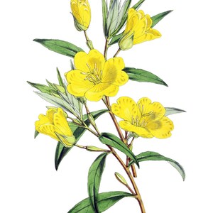 Yellow Evening Primrose Art Print Digital Download, Vintage Flower ...
