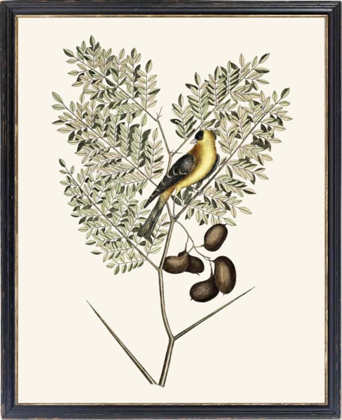 Mark Catesby Bird Digital Print 'american Goldfinch' - Etsy