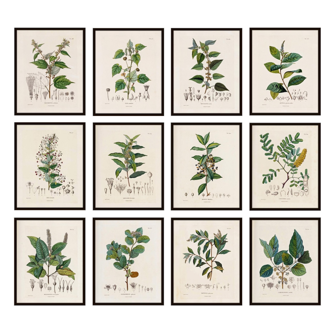 Botanical Studies Set of 12, 8x10 Printables, Antique French Plant ...