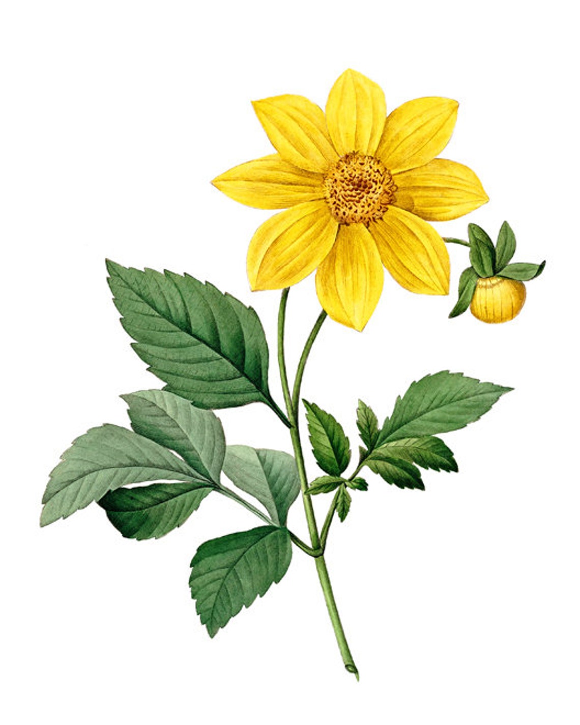 Yellow Flowers Printable Set of 4 Vintage Flower - Etsy