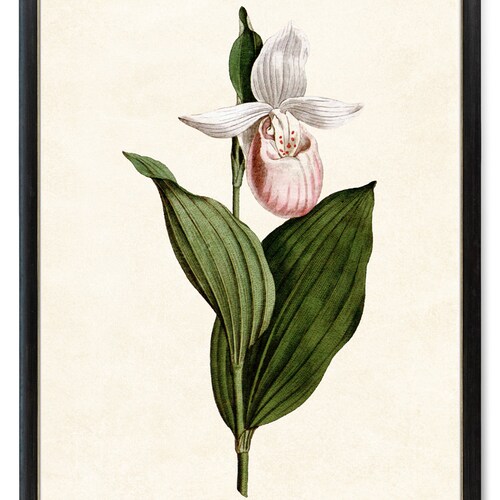 Lady Slipper Art Print - Etsy