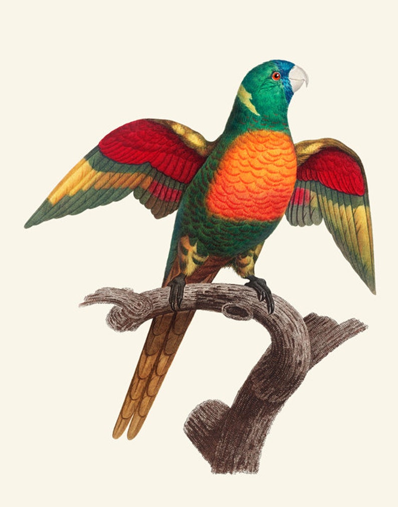 Set of 4 Parrots 11x14 Inch Printables Vintage French Parrot - Etsy