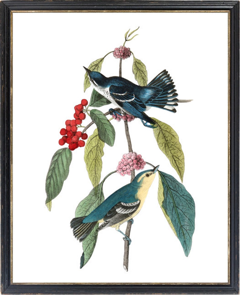 Bird and Botanical Digital Print, Vintage Illustration, Audubon Art ...