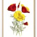 Mandarin California Poppies Digital Art Print, Vintage Flower ...