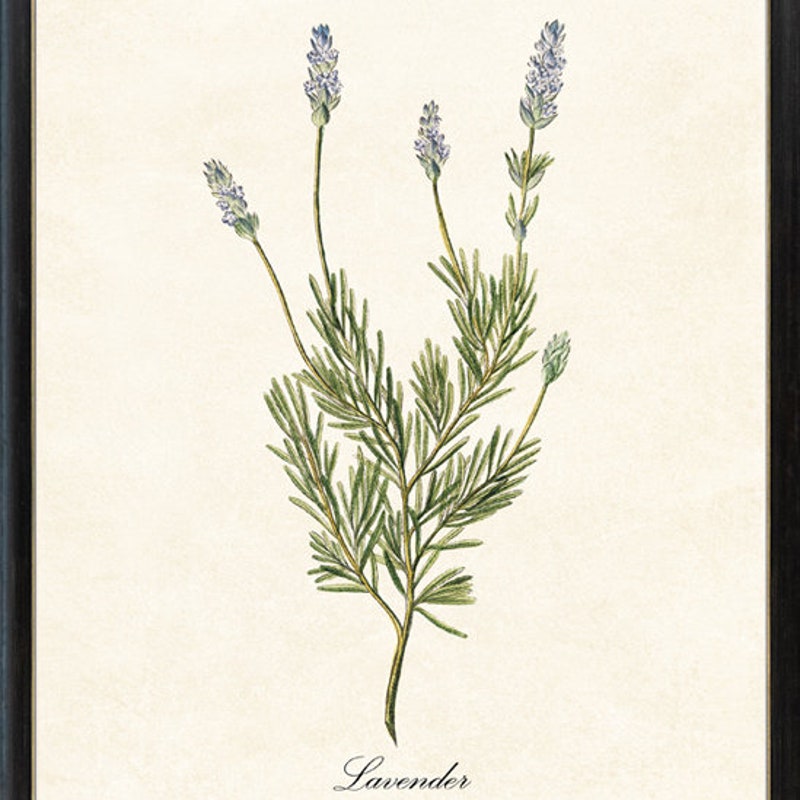 Lavender Print - Etsy