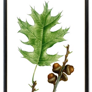 Black Oak Botanical Digital Print, Vintage Plant Illustration, Oak Leaf ...