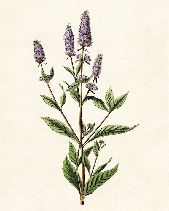 Peppermint Plant Flower