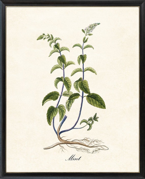 Peppermint Plant Drawing