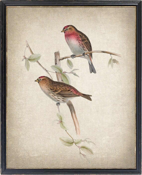 Digital Bird Print 'lesser Redpoll' Vintage - Etsy