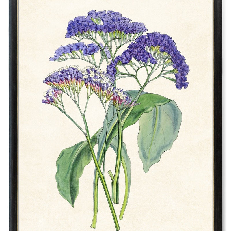 Statice Flowers - Etsy