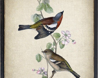 Bird Printable Chaffinch Birds Vintage Illustration Instant - Etsy