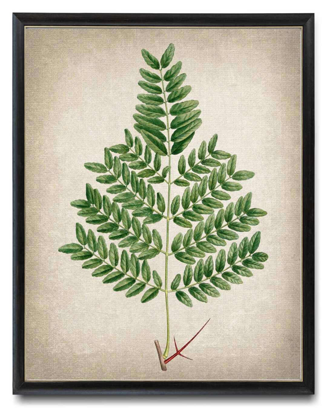 Printable Green Plant, Water Locust Antique Illustration, Instant ...