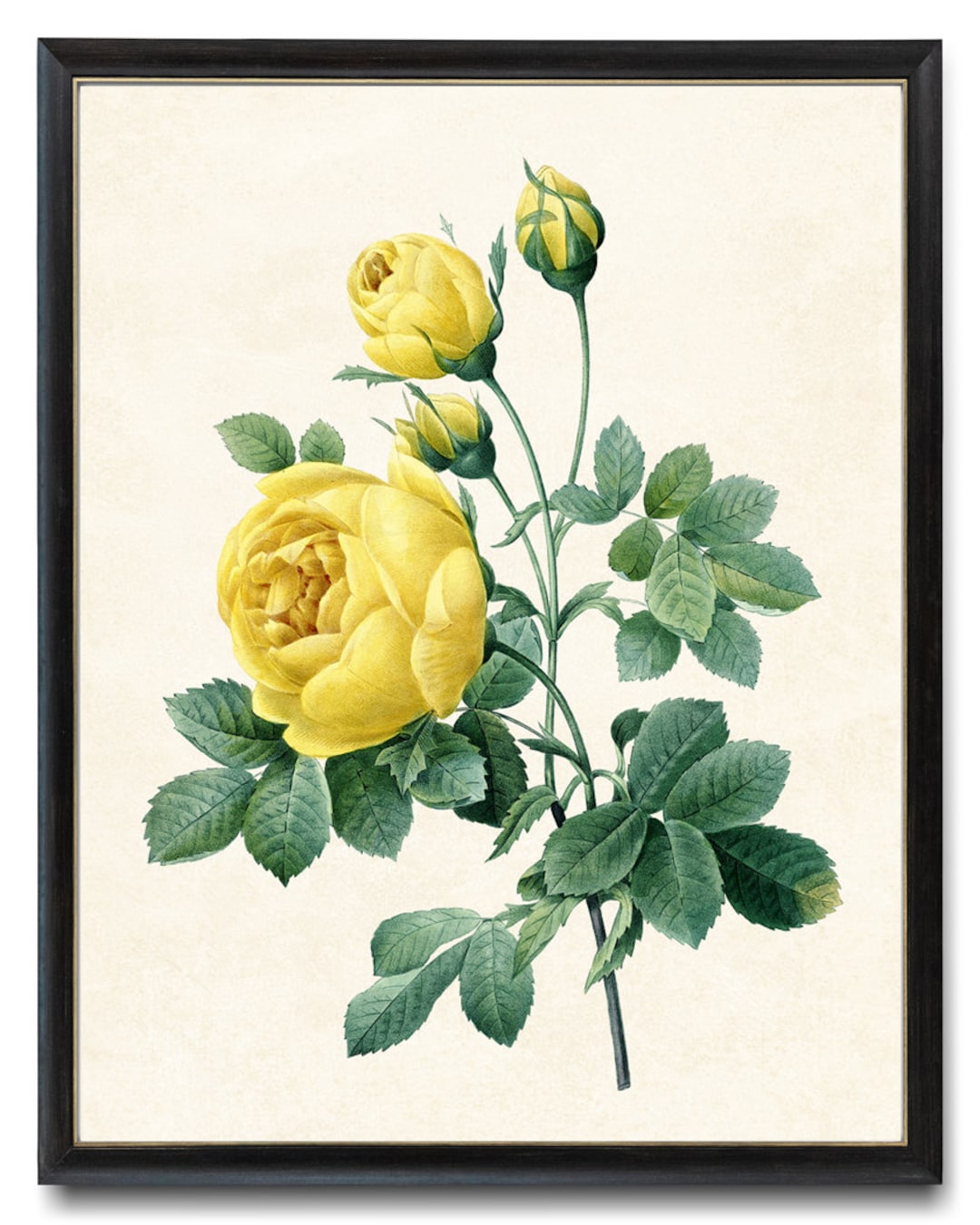 Yellow Roses Printable, P.J. Redoute Antique Rose Illustration, Wall ...
