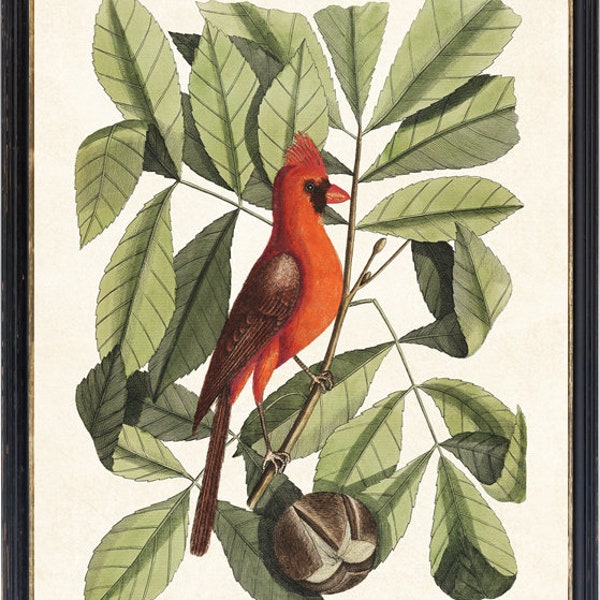 Cardinal Printable - Etsy