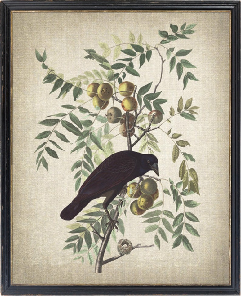 American Crow Printable Vintage Bird Botanical Illustration - Etsy