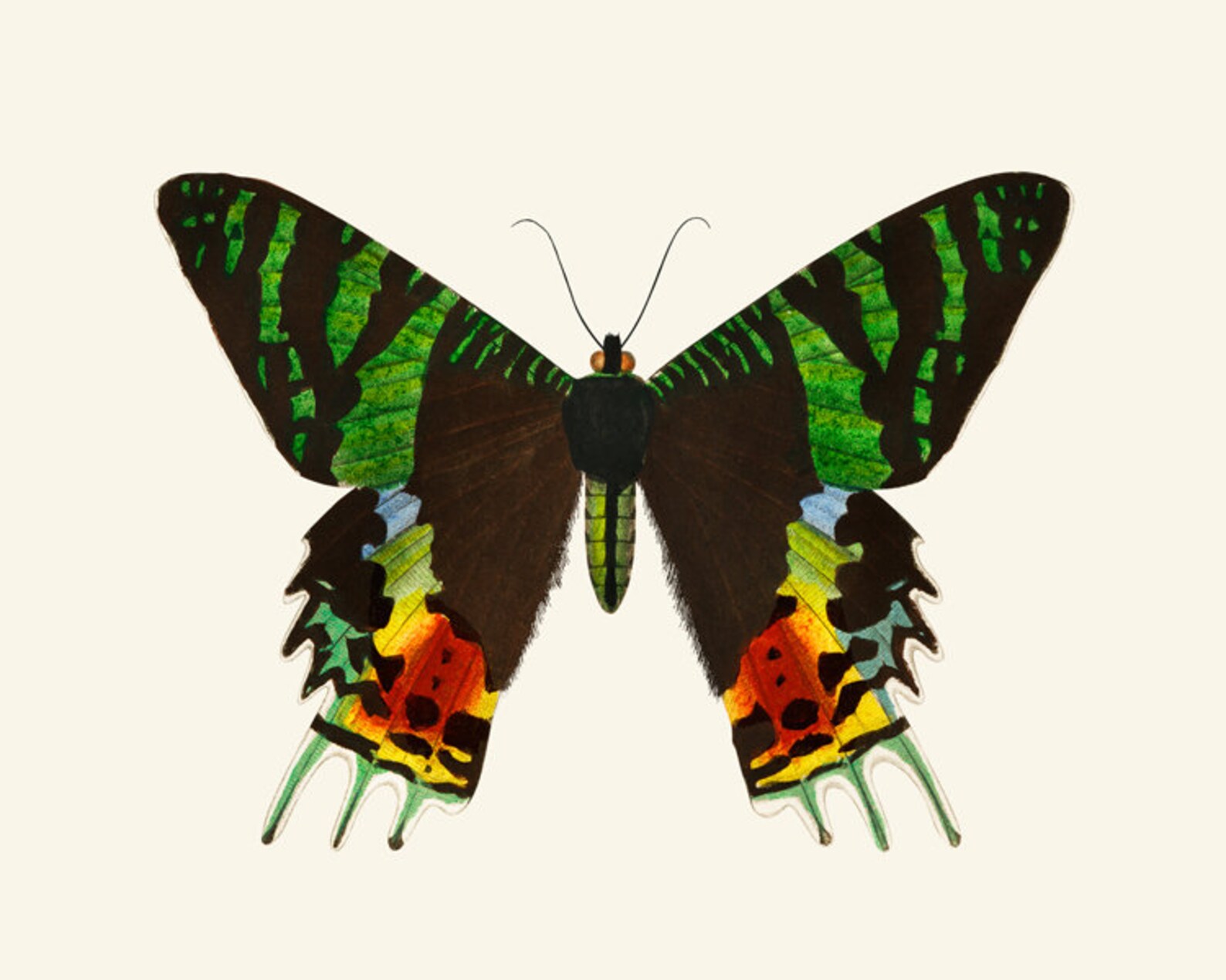 Madagascan Sunset Moth Printable Art Vintage Insect - Etsy