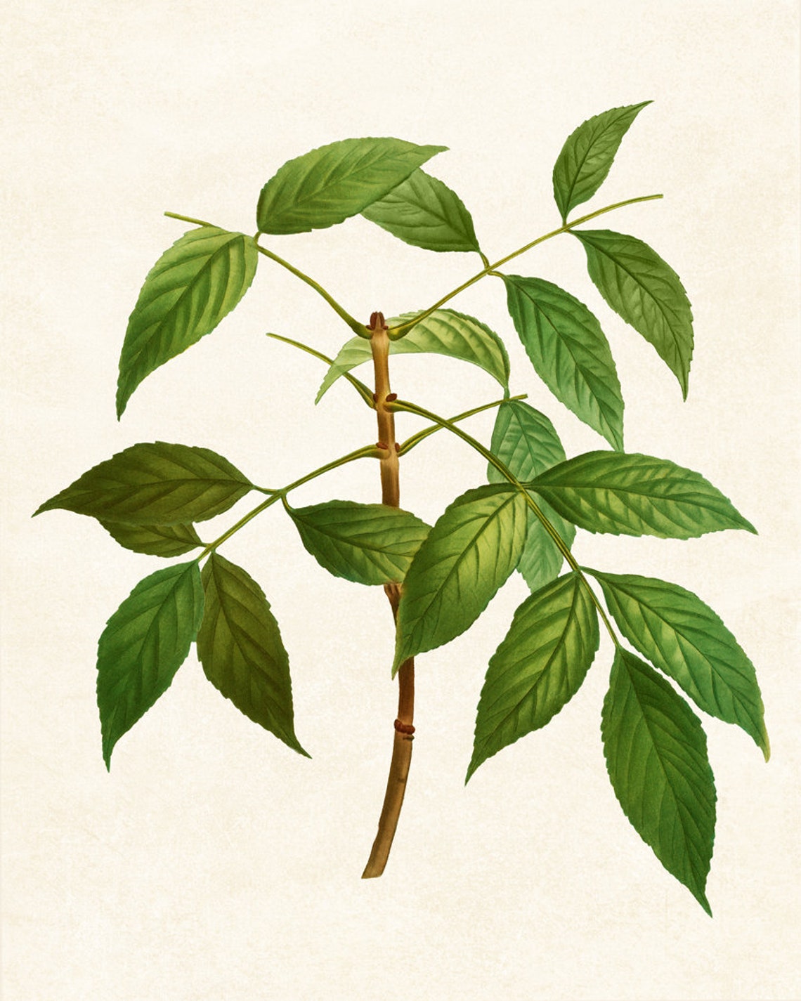 Digital Download Art Print / American Ash Tree Branch Vintage | Etsy