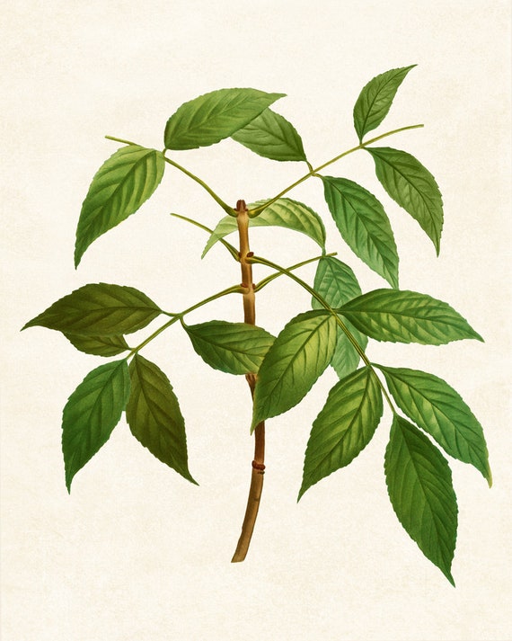 Digital Download Art Print / American Ash Tree Branch Vintage | Etsy