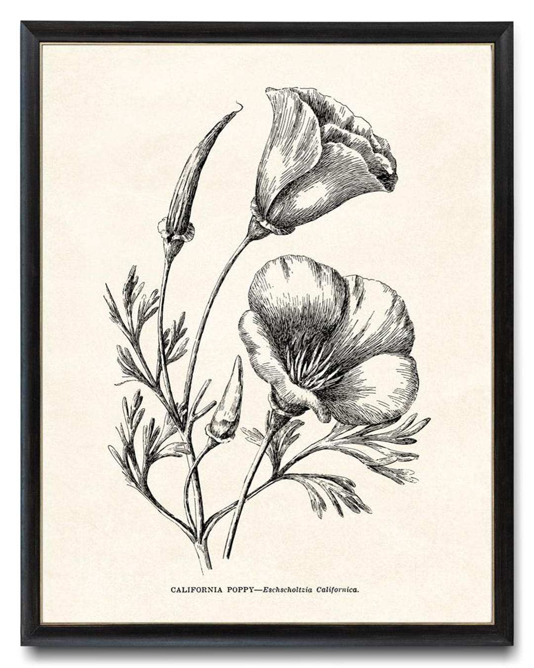 California Poppy Digital Print, Vintage Line Art Drawing, California ...