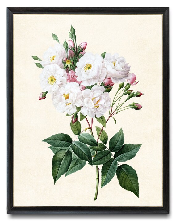 White and Pink Roses Printable Antique Flower Illustration | Etsy