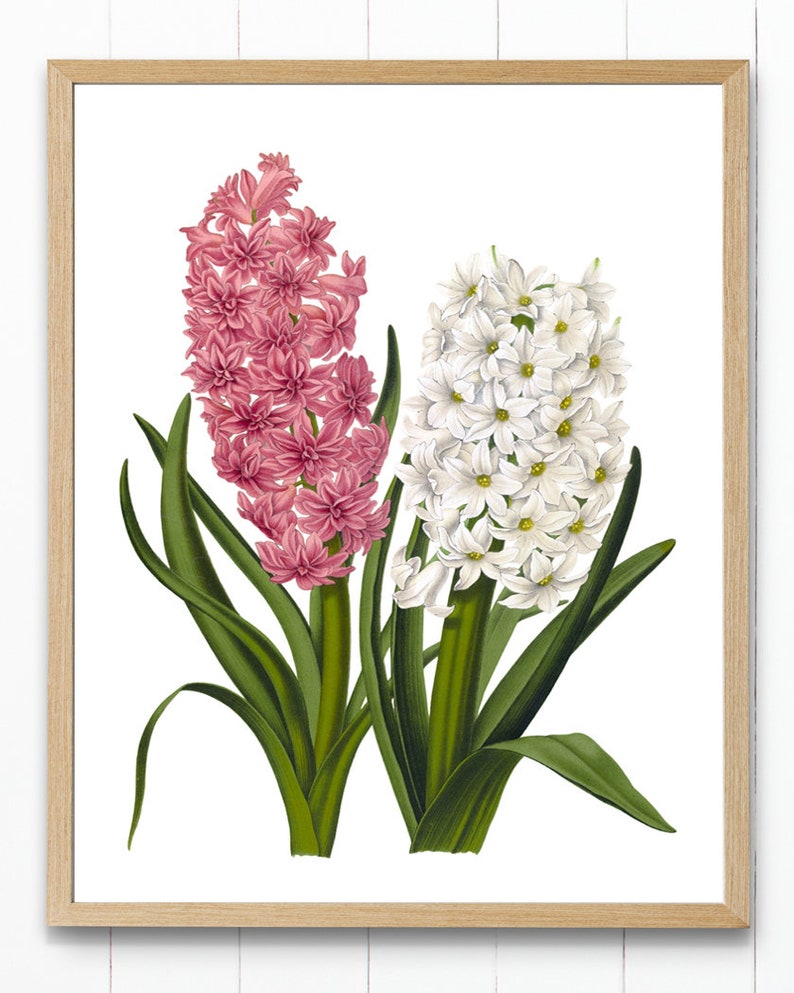 Pink and White Hyacinth Art Digital Print Vintage Flower - Etsy