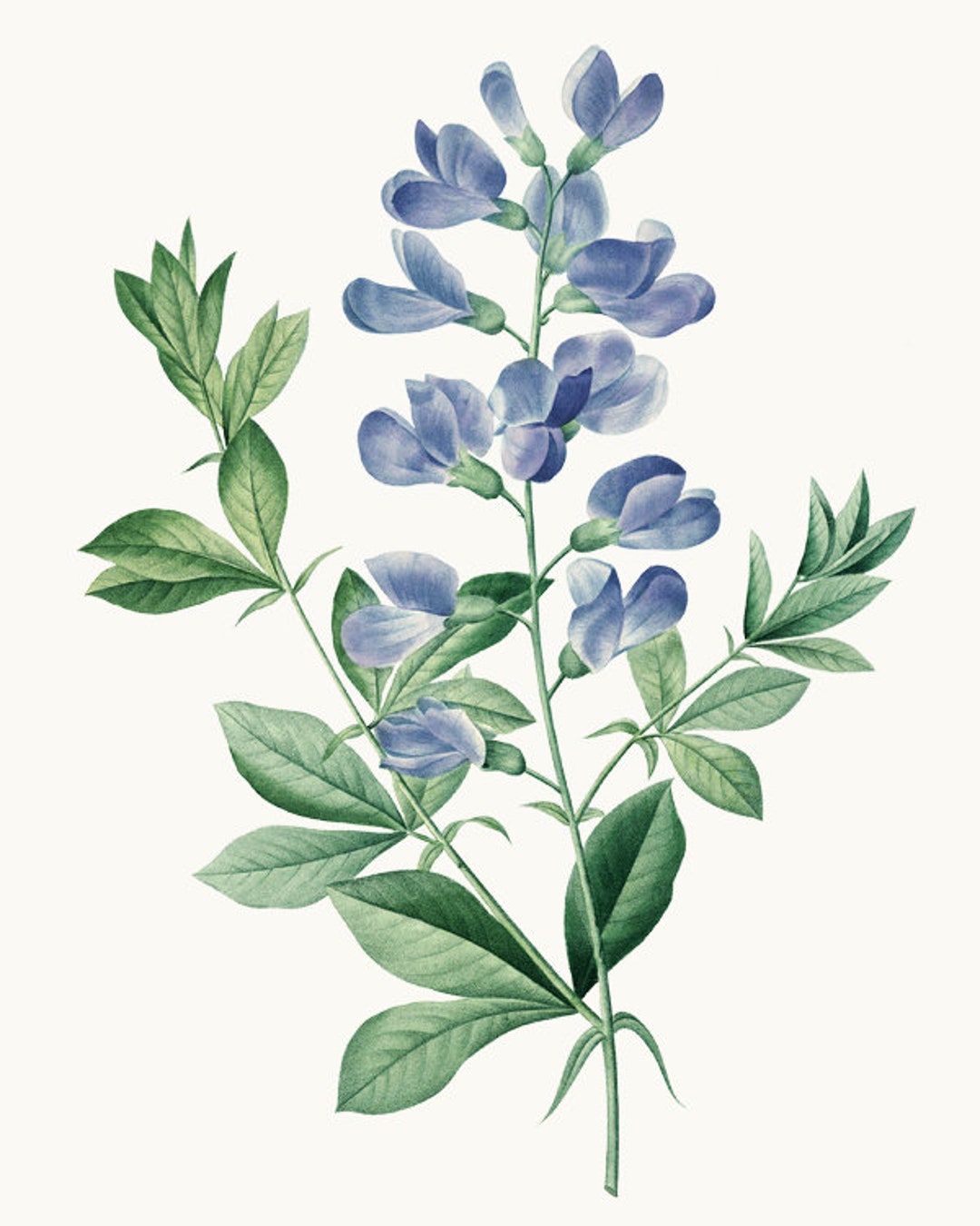 Blue Wild Indigo Flowers Clipart, P.J. Redoute Vintage Flower ...