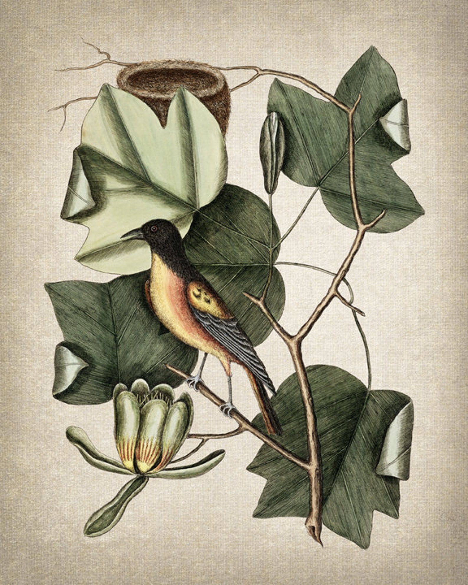 Set of 12 Vintage Birds Printable Art Vintage Mark Catesby - Etsy