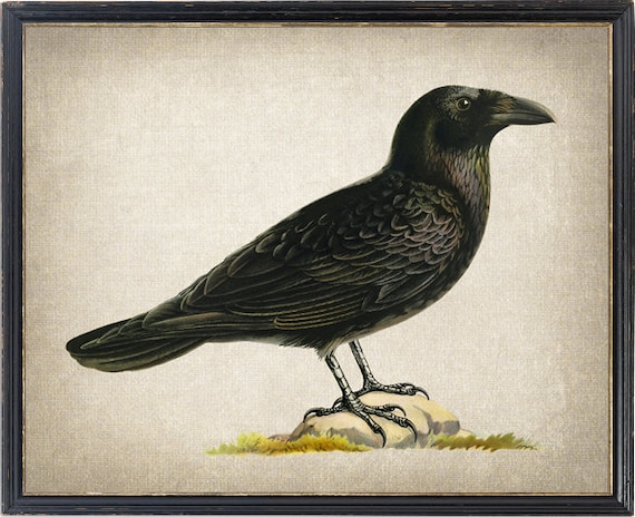 Gothic Raven Digital Download Vintage Illustration Natural Etsy